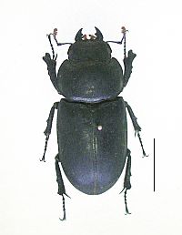 Dorcus7