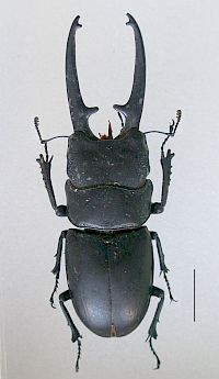 Dorcus7