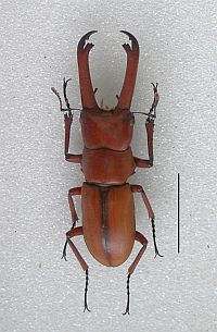 Dorcus7