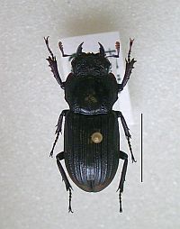 Dorcus7