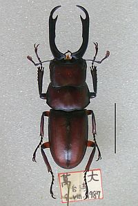 Dorcus7