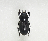 Dorcus2