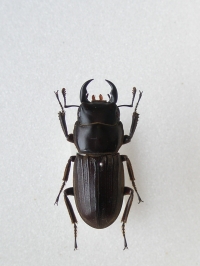 Dorcus2