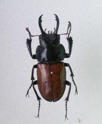 Neolucanus2