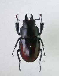 Neolucanus3