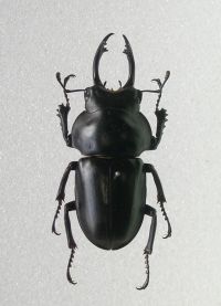 Neolucanus2