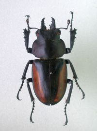 Neolucanus2