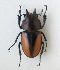 Neolucanus3