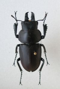 Neolucanus3